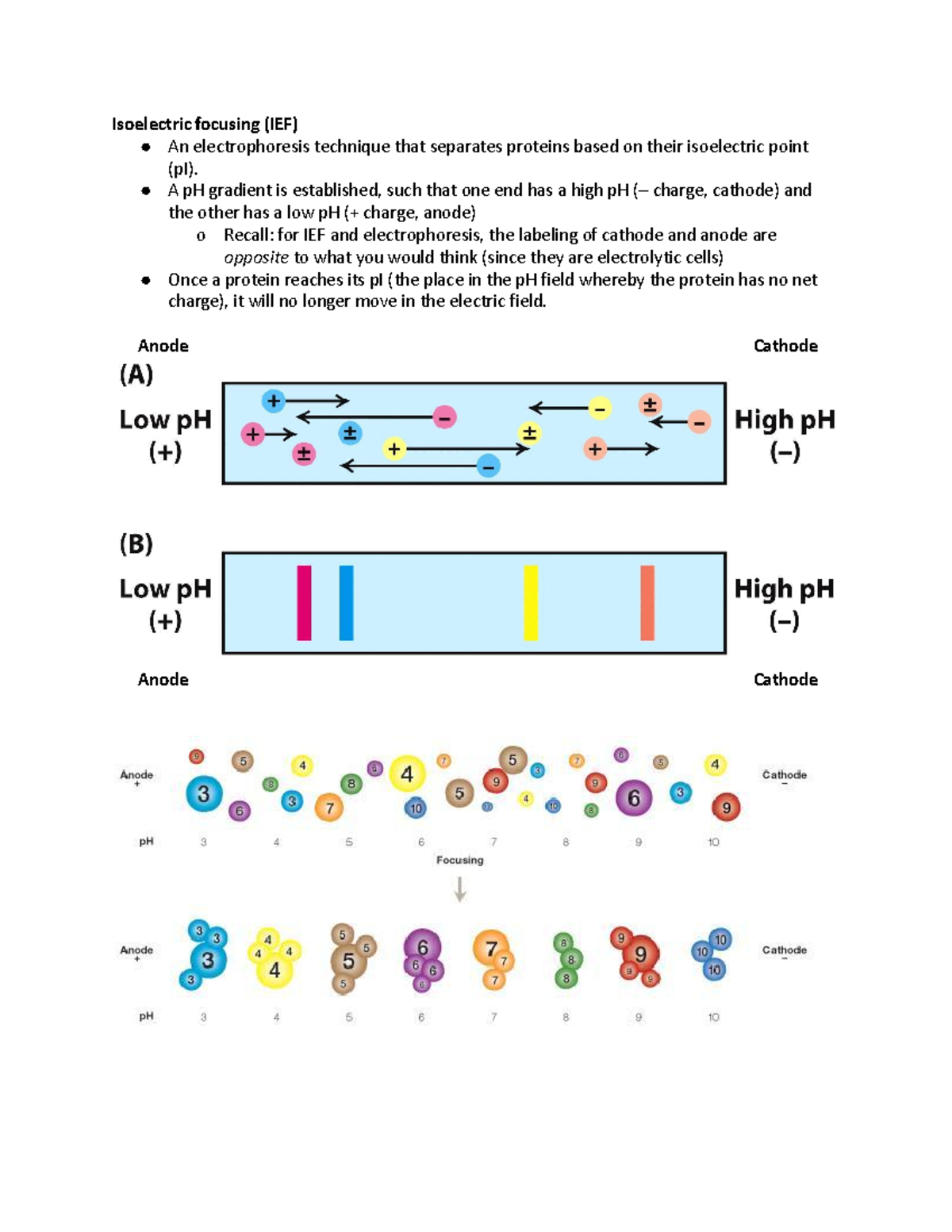 B⁄B (1c - Biomolecules – GE, SDS-Page, NSW-blotting, IEF, etc ...