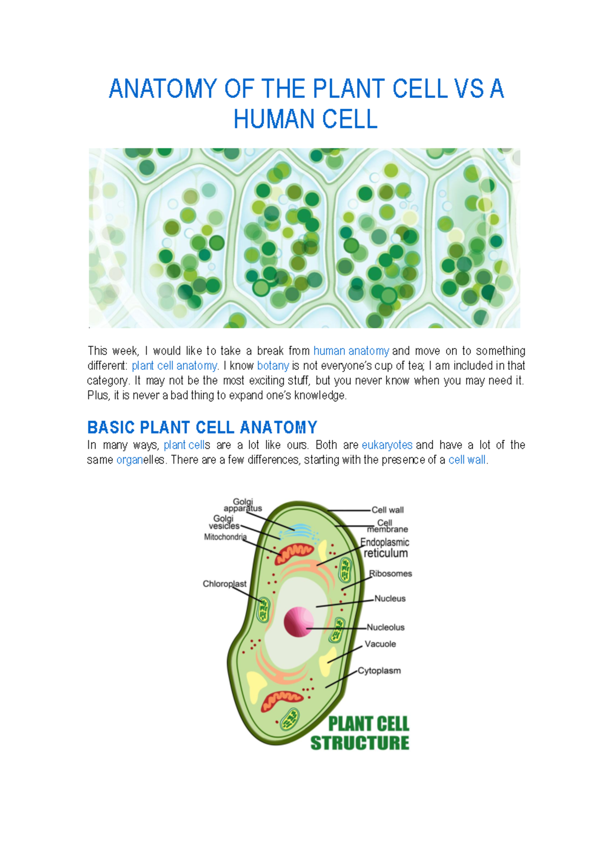 Anatomy of the plant cell vs animal cell - ANATOMY OF THE PLANT CELL VS ...