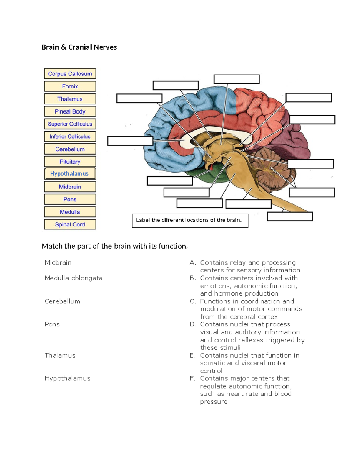 Brain & Cranial Nerves Worksheet - Brain & Cranial Nerves Match the ...