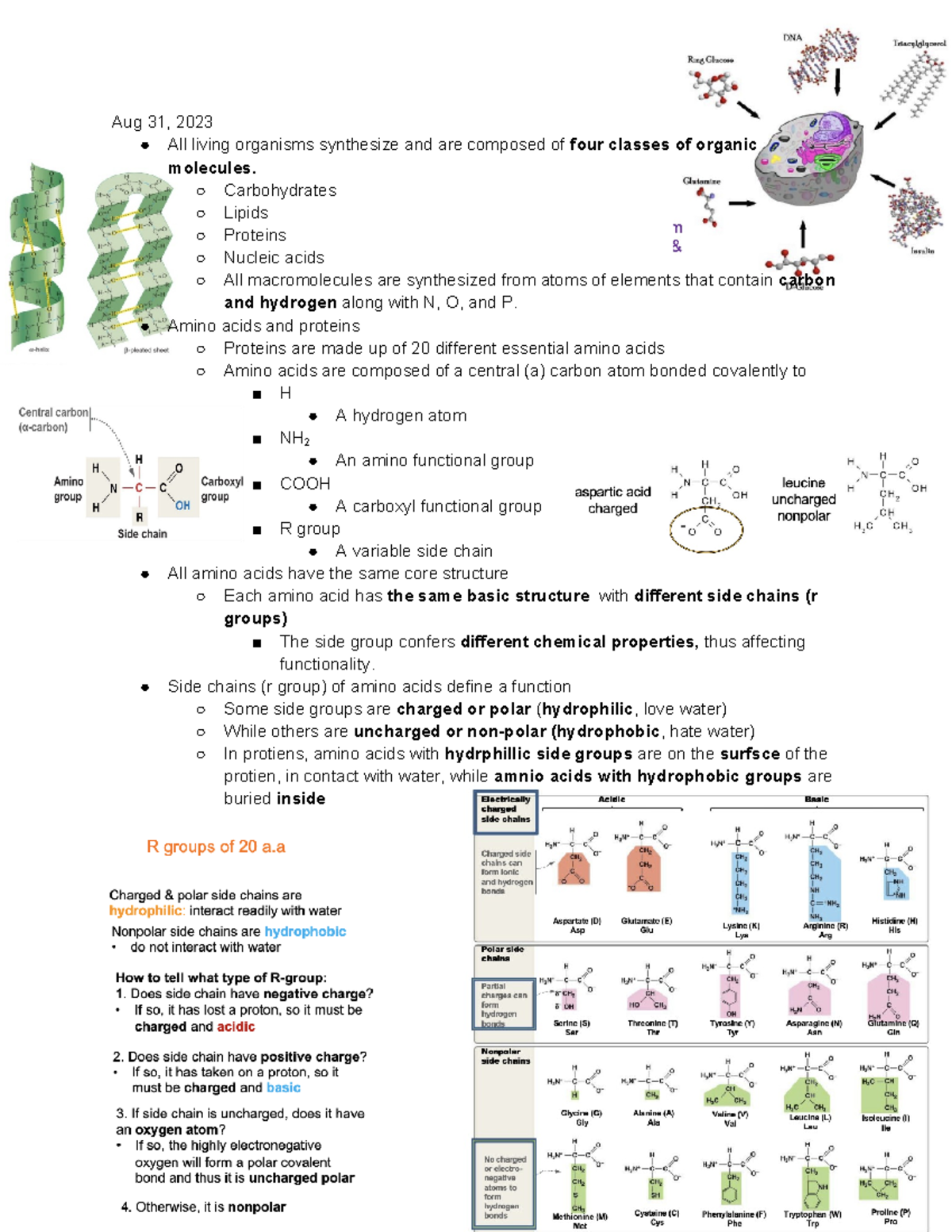 Chapter 3 Proteins - lecture notes for biol212 with prof. sirivasta ...