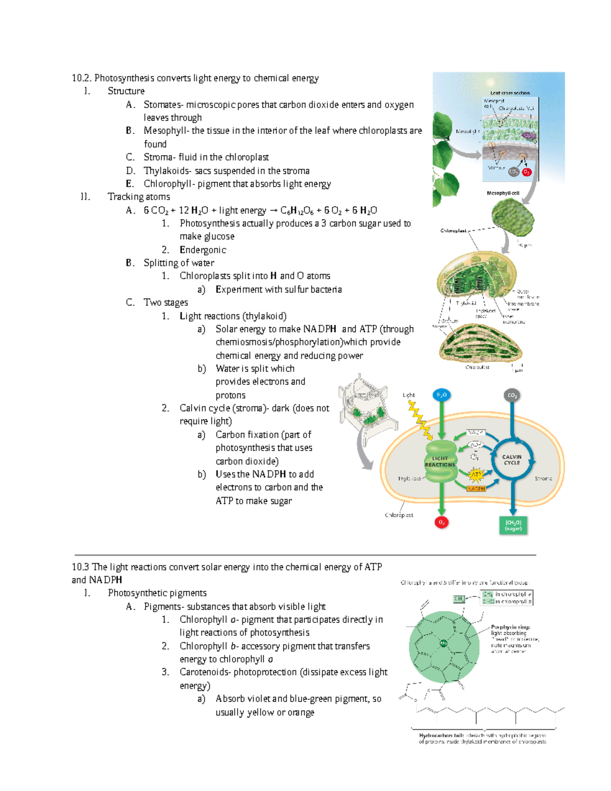 Photosynthesis notes - Google Docs - Photosynthesis converts light ...