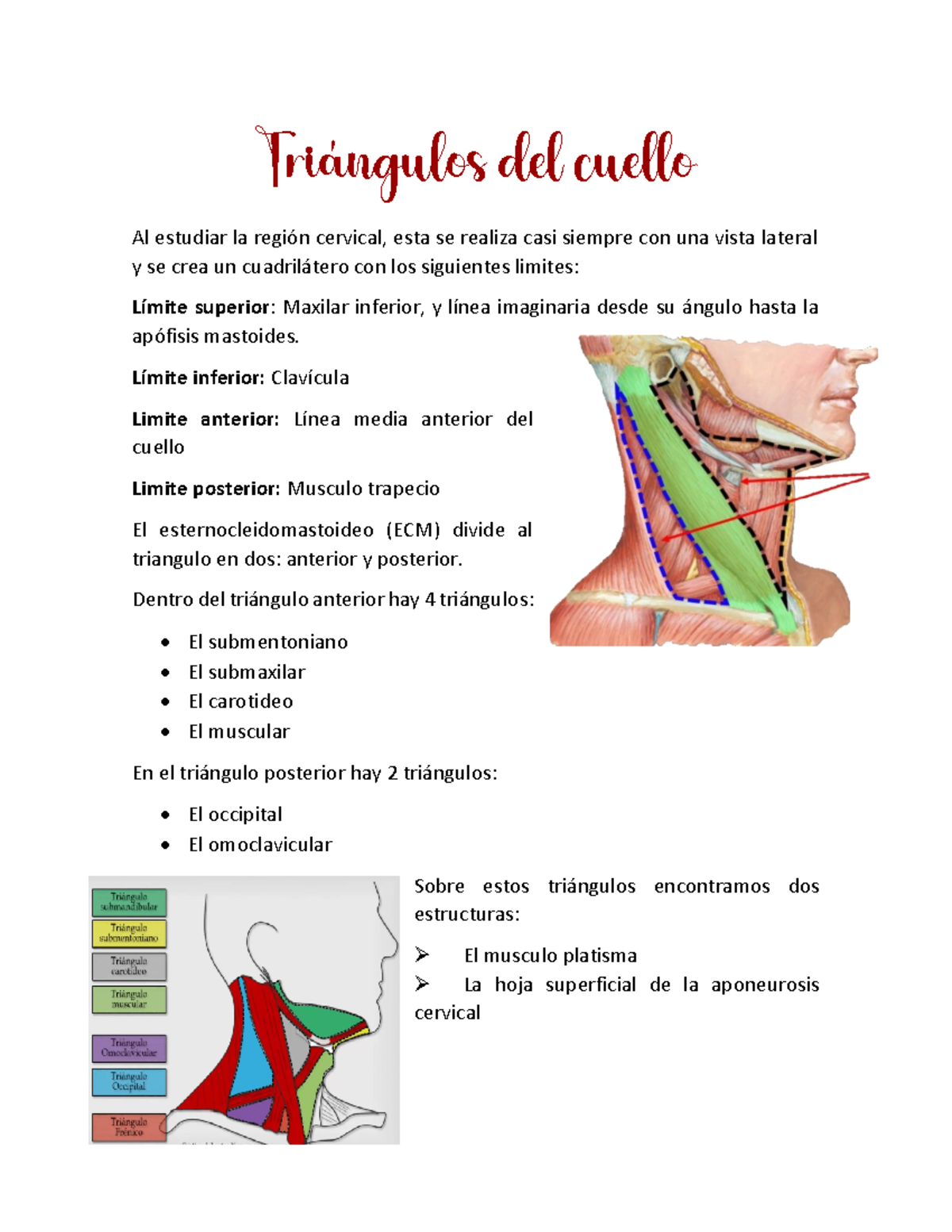Triángulos del cuello - Apunte primer parcial. - Triángulos del cuello Al estudiar la región ...