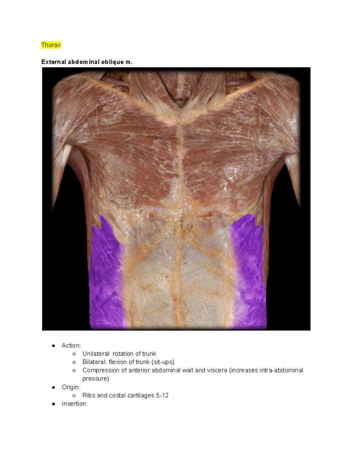 Muscle 2 - lab notes - Thorax External abdominal oblique m. Action ...
