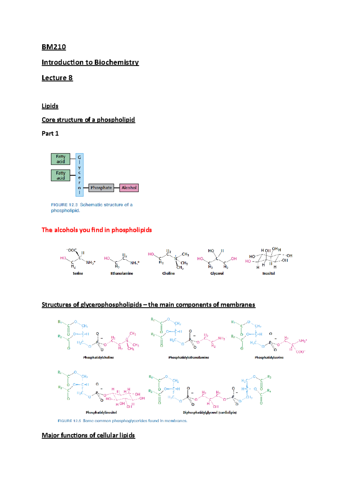 BM210 Lecture 8 - BM210 - Strath - Studocu
