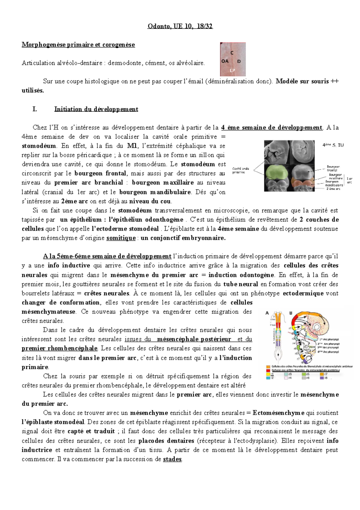 Morphogenèse primaire, coronogenèse - Odonto, UE 10, 18/ Morphogenèse ...