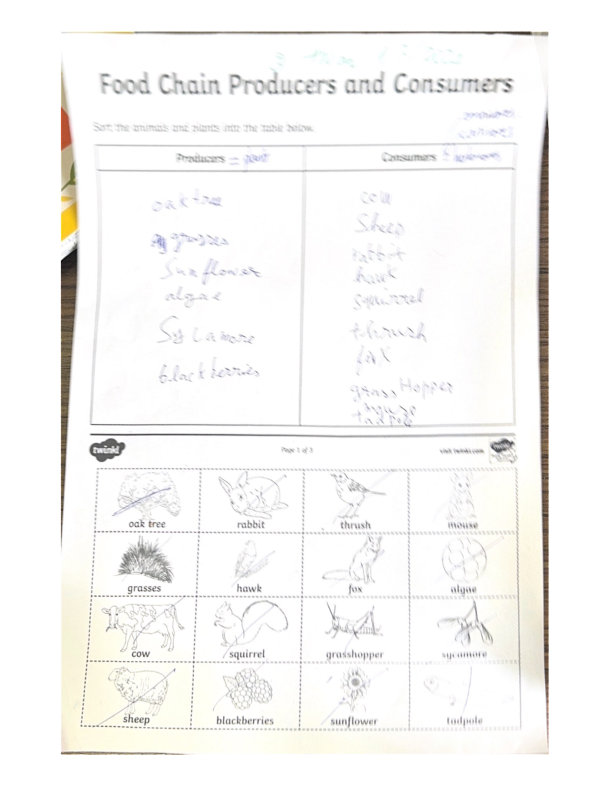 Food Chain Producers and Consumers - English for University Pre ...