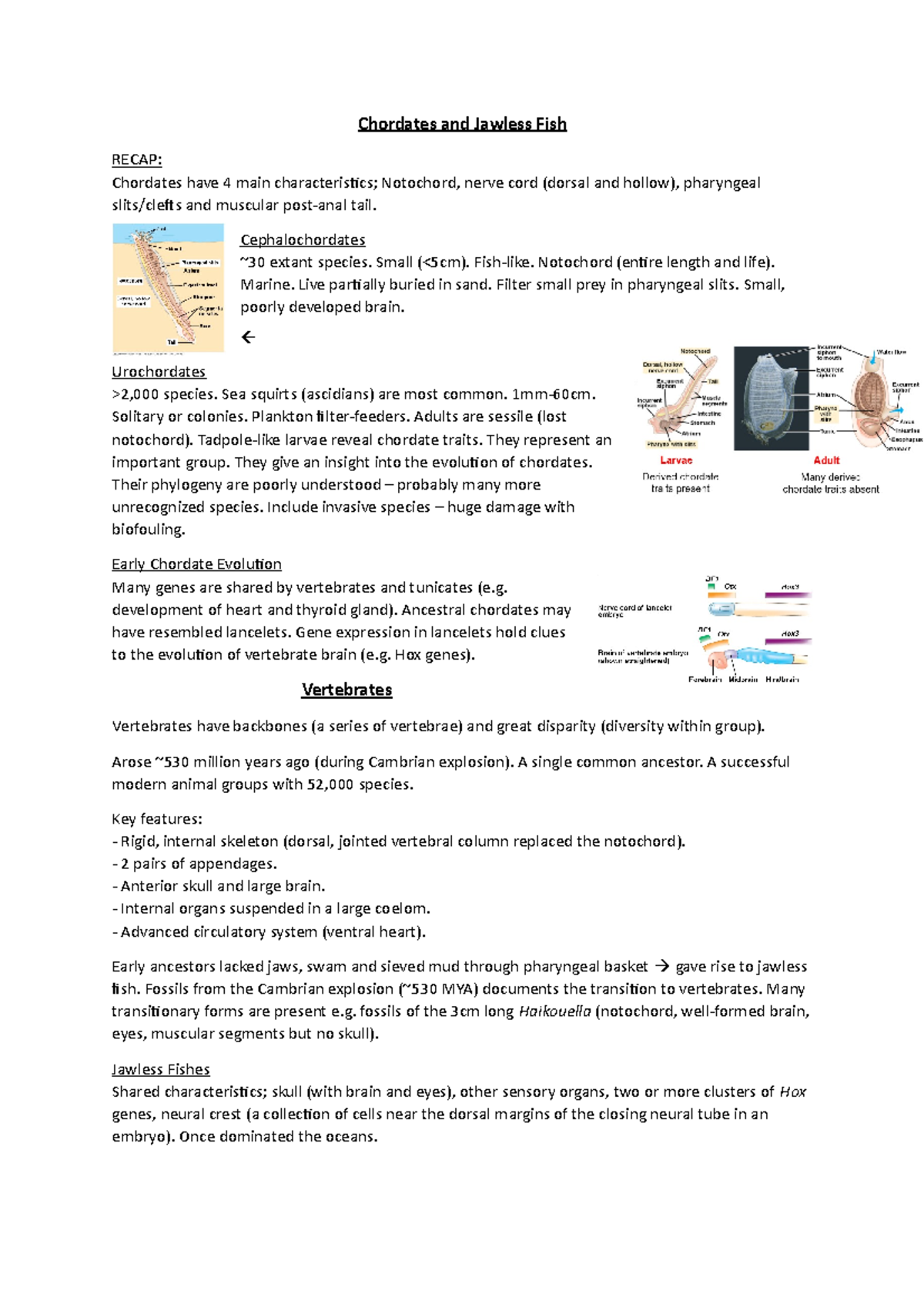 Chordates and Jawless Fish - Chordates and Jawless Fish RECAP ...