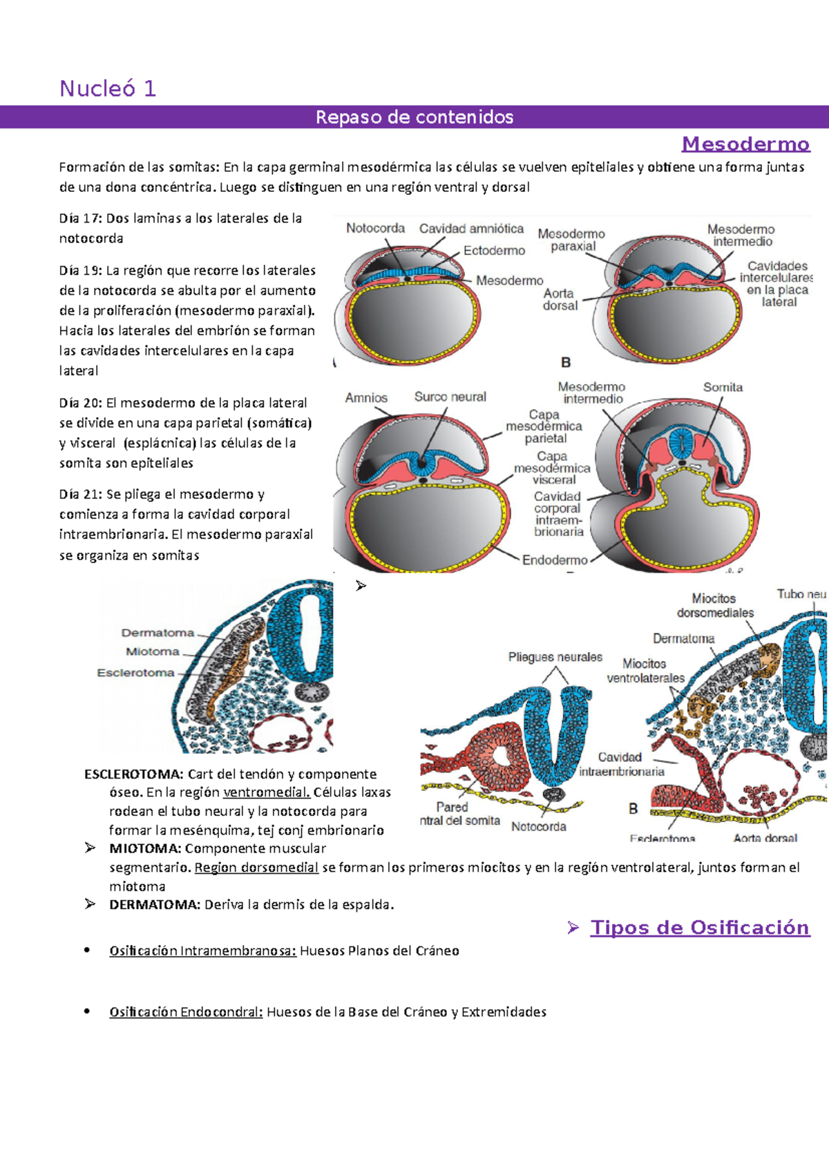 Núcleo 1 fsh2 resumen - Nucleó 1 Repaso de contenidos Mesodermo ...