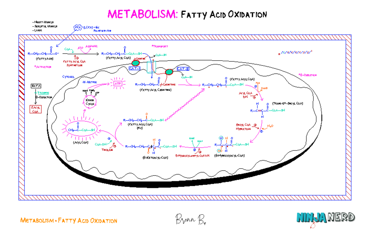 Fatty Acid Oxidation Part one Illustration atf - METABOLISM: Fatty Acid ...