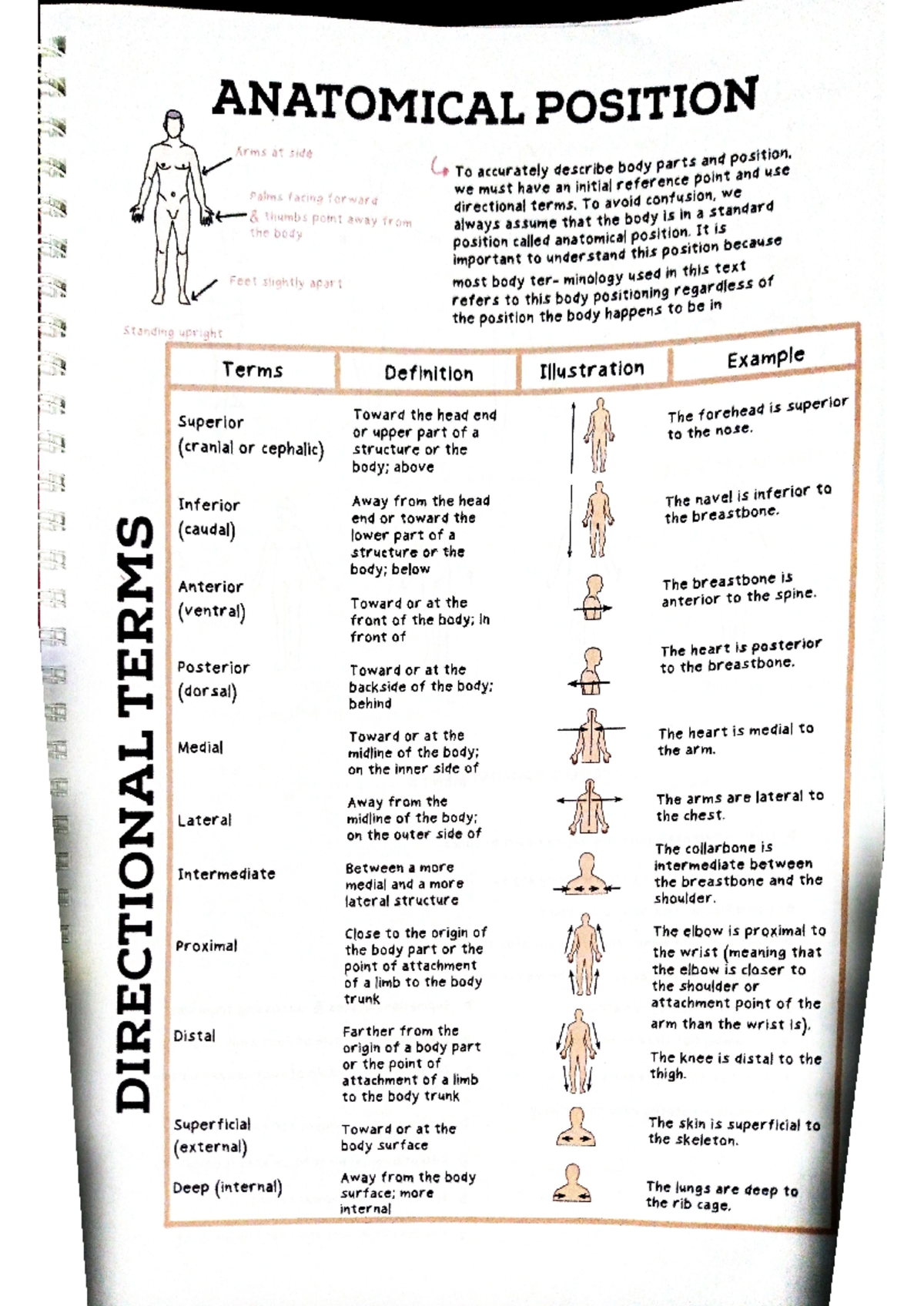 Anaphy - Psychology - Studocu