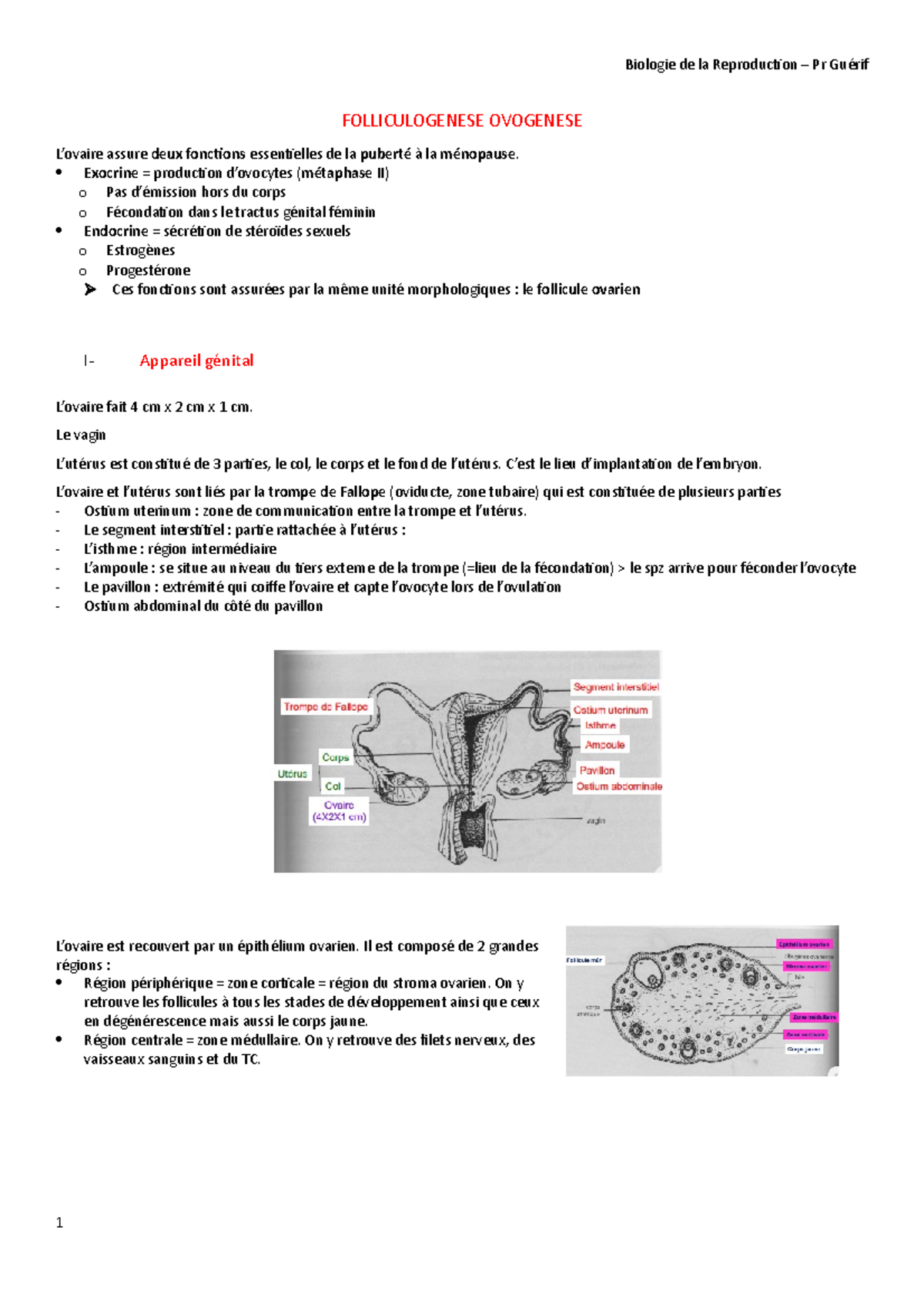 BDR : folliculogenèse ovogenèse - FOLLICULOGENESE OVOGENESE L’ovaire ...