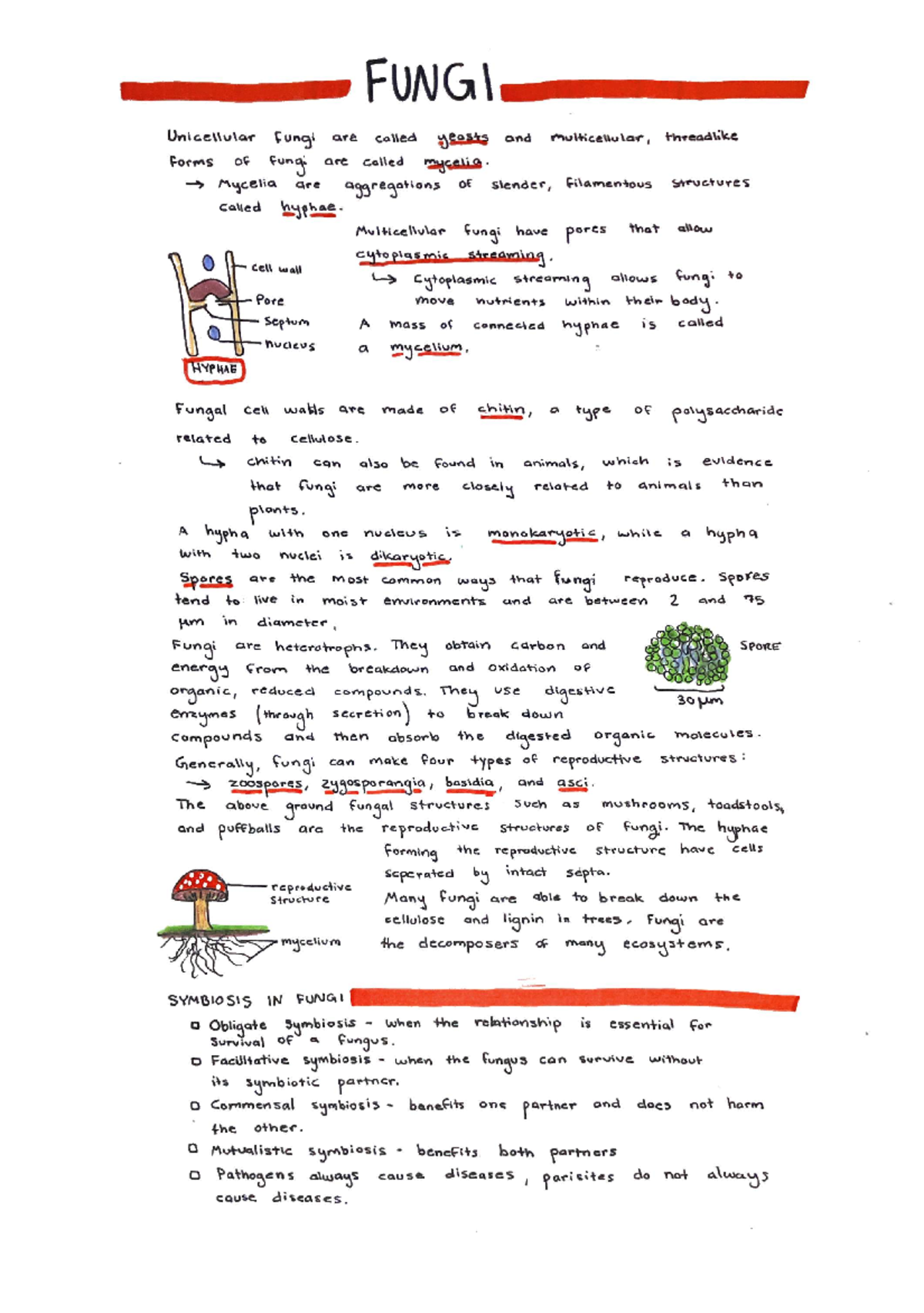 Fungi - Understanding Biology - LIFE 103 - Studocu