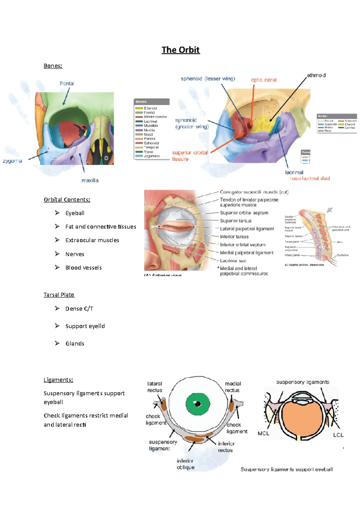 Orbit - The Orbit Bones; Orbital Contents; Eyeball Fat and connecive ...