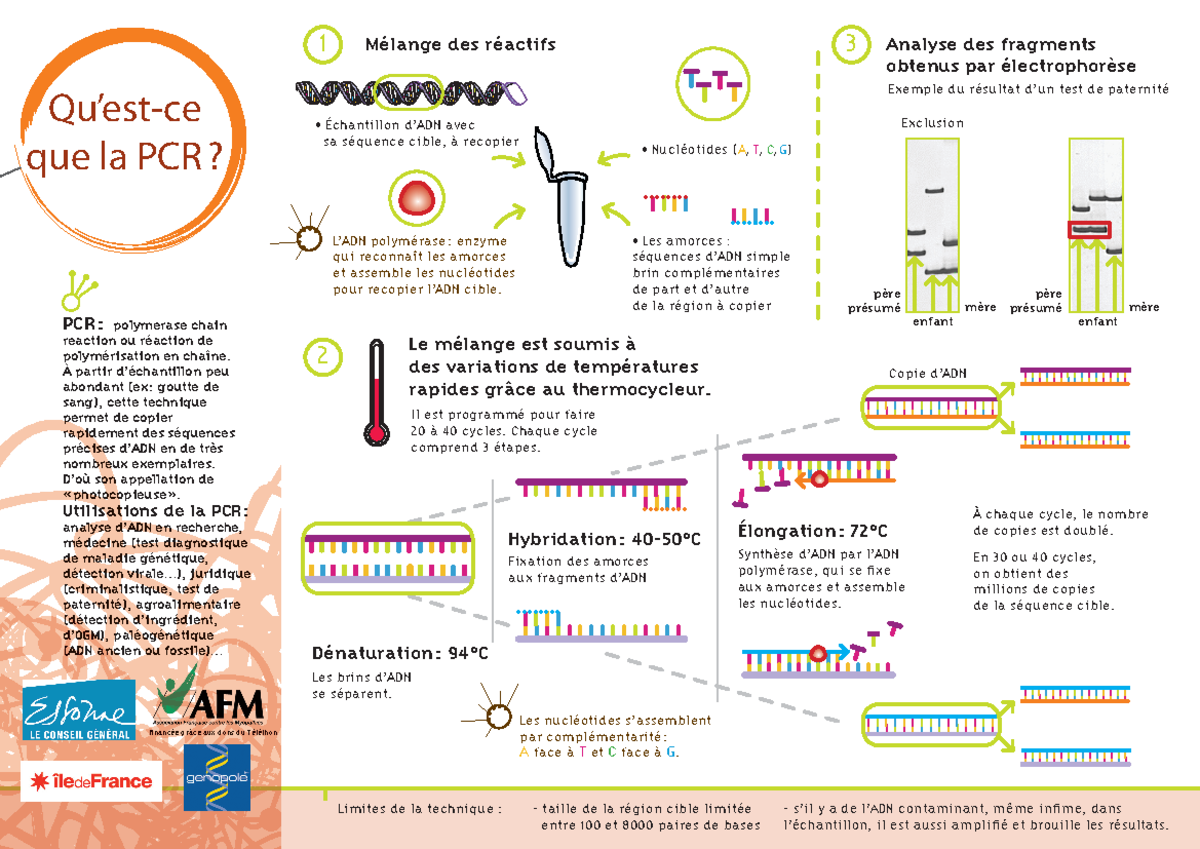 Différence PCR et Séquençage 2021 - 1 2 3 L’ADN polymérase : enzyme qui ...