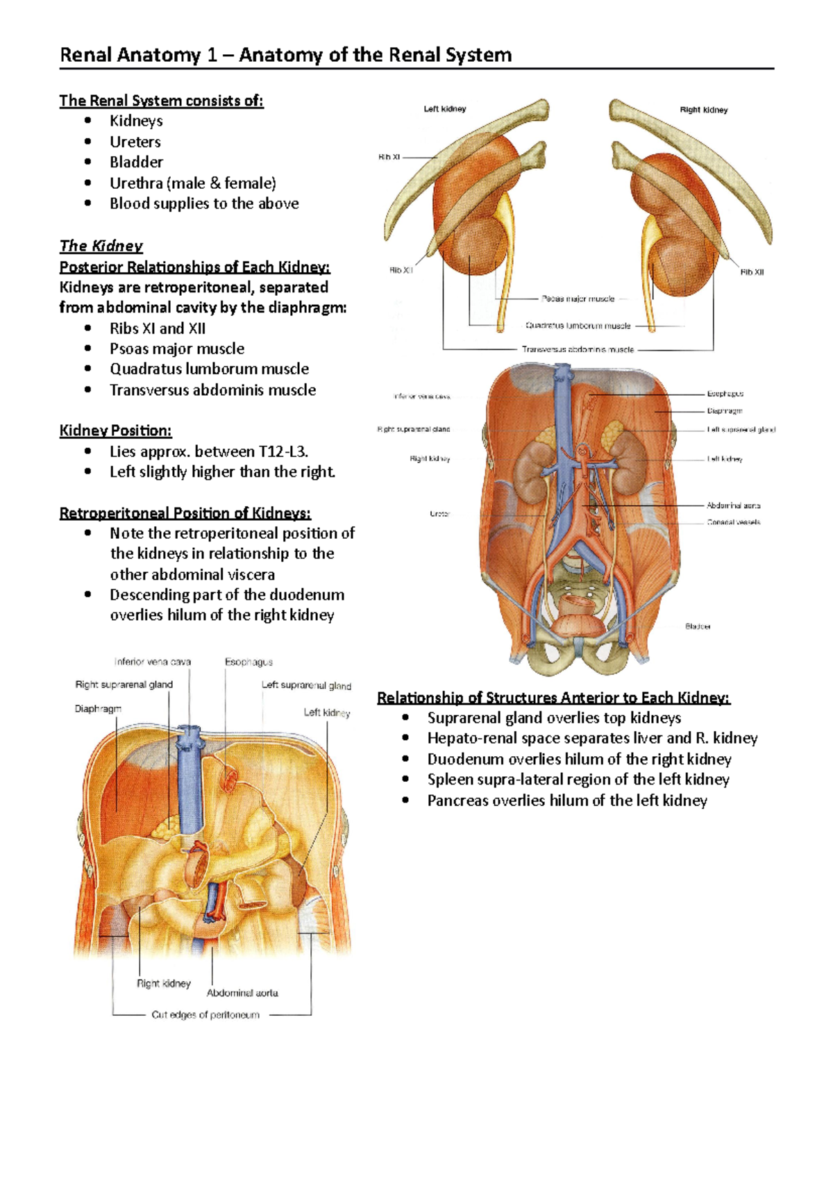 Renal Anatomy 1 - Anatomy of the Renal System - between Left slightly ...