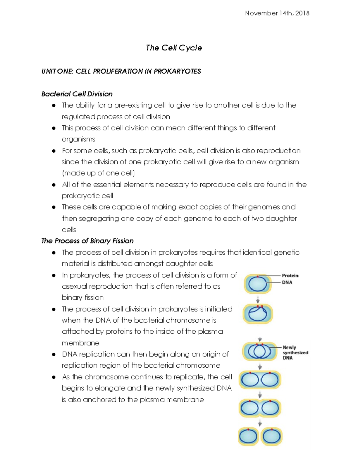 Theme 4 Module 1 - The Cell Cycle UNIT ONE: CELL PROLIFERATION IN ...