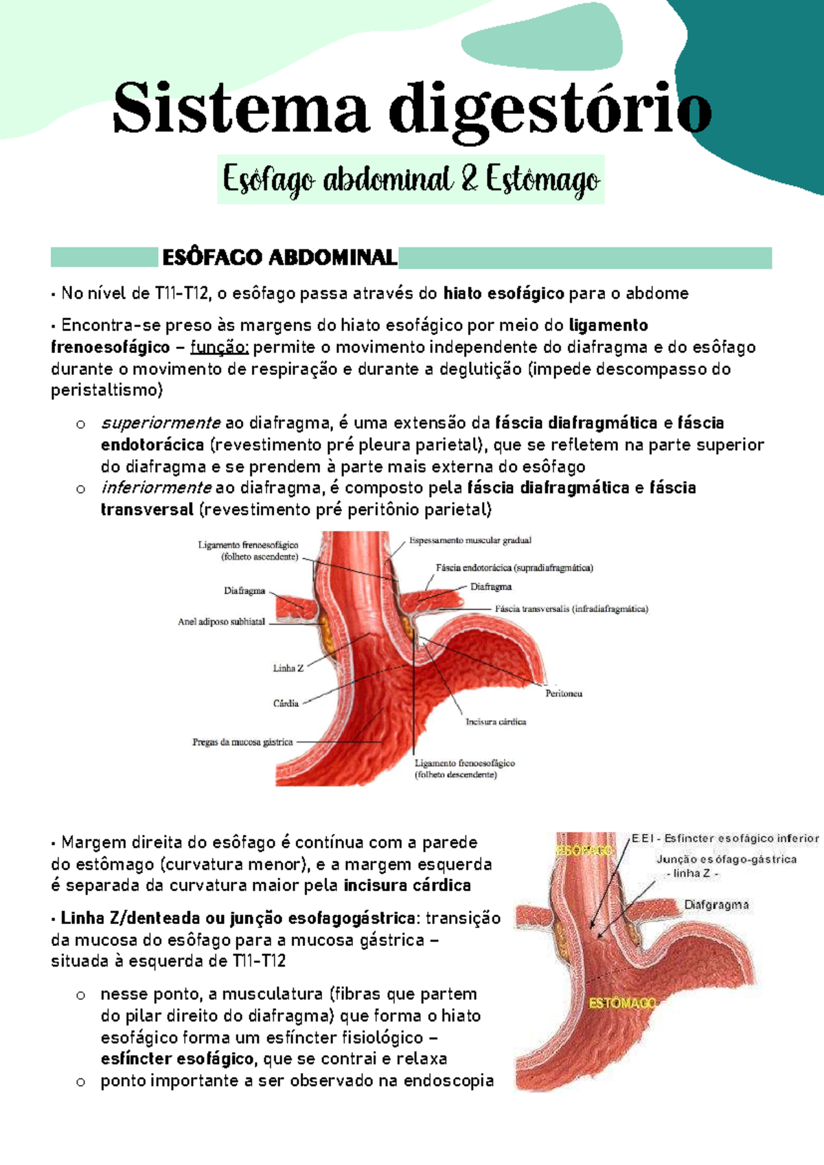 Sistema digestório - Esôfago abdominal e estômago - Sistema digestório ...