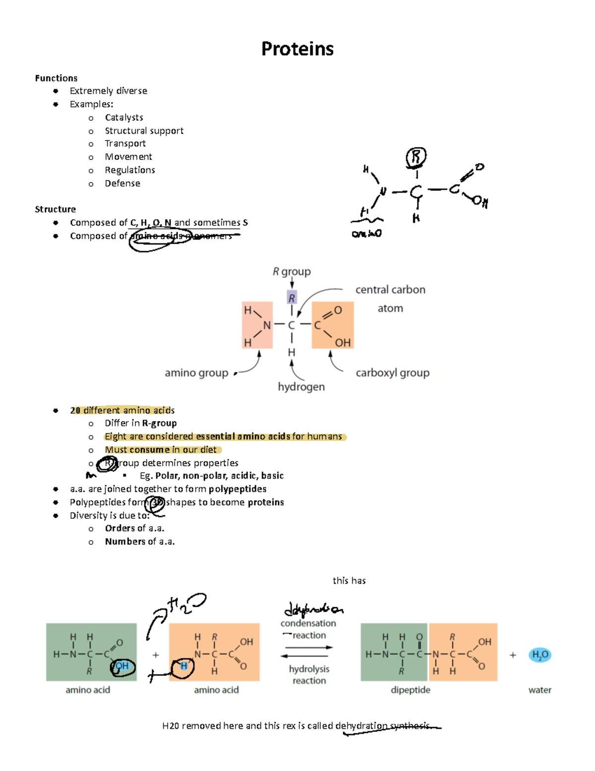 Grade 12 Bio Proteins - Proteins ####### Functions ####### ï Extremely ...