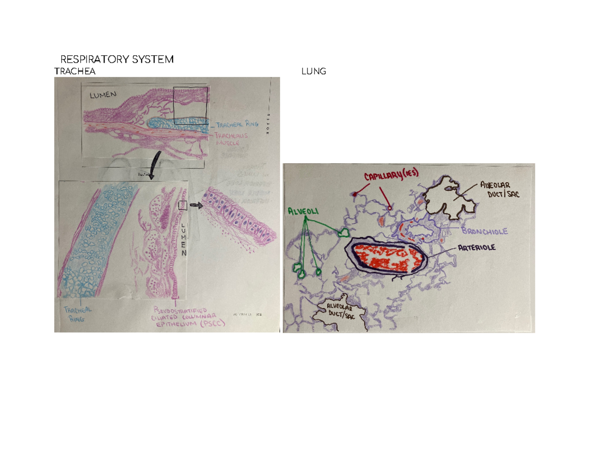 Histology Study Guide for Cells for Unit 5 - RESPIRATORY SYSTEM TRACHEA ...