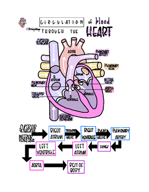 Postpartum - study material - Pre-Clinical Paperwork - Postpartum ...