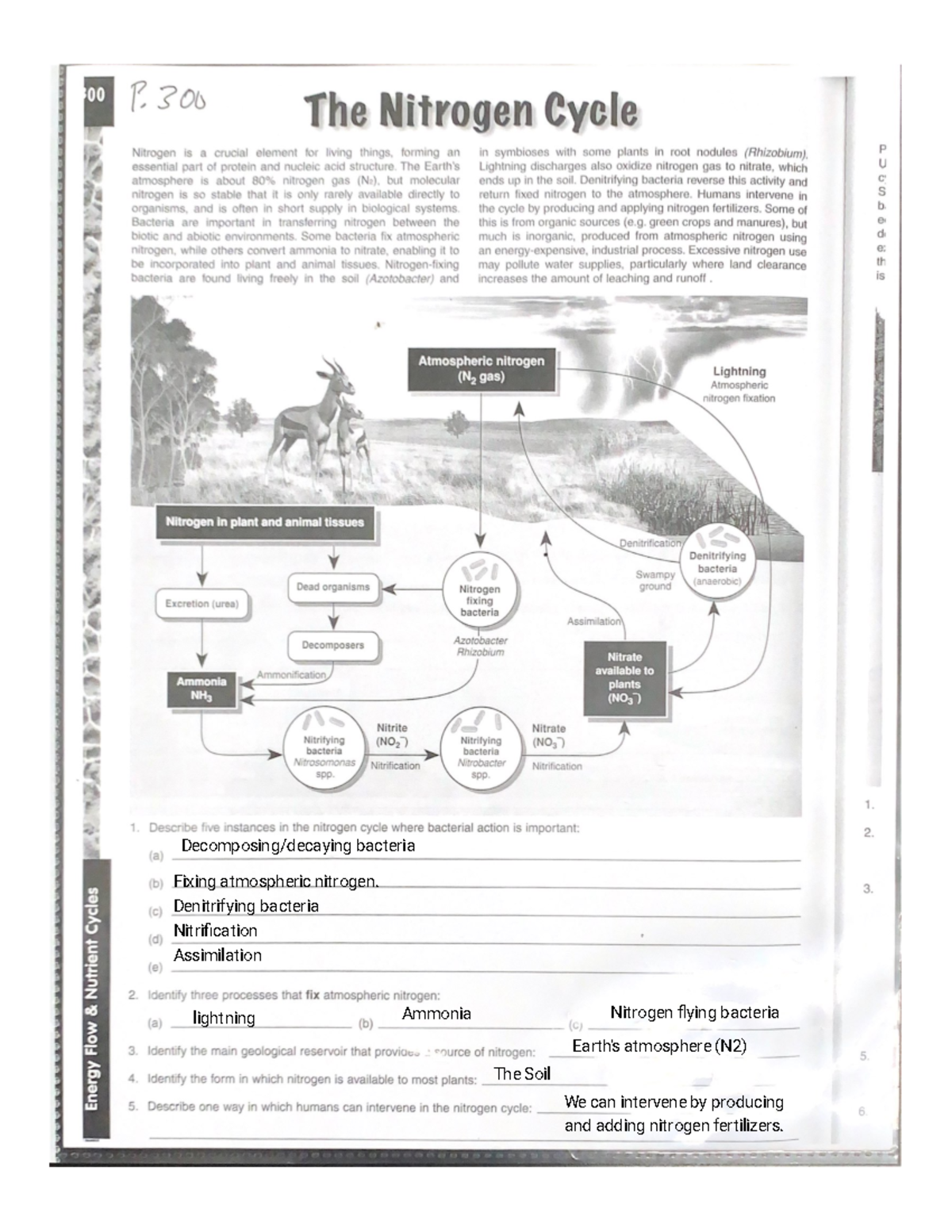 638290056545098908 Nitrogen Niche Competition WS - The Nitrogen Cycle ...