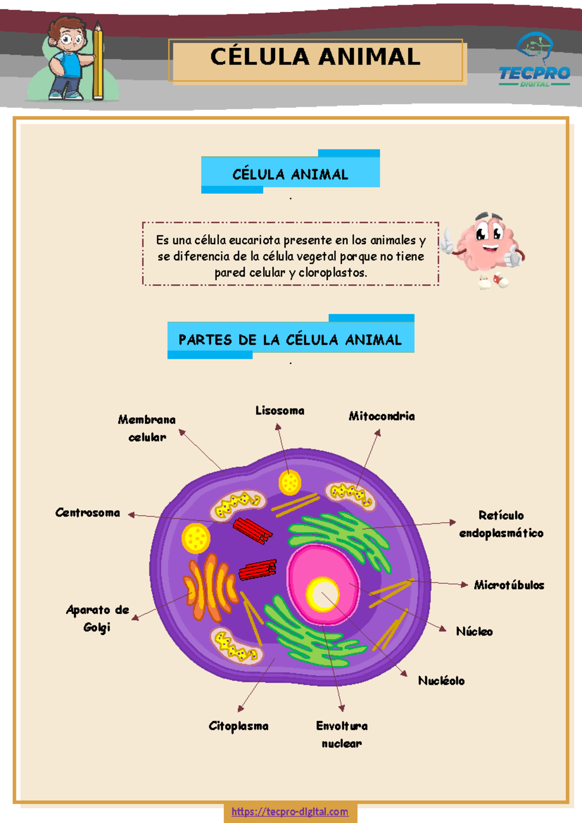 Célula Animal-5y6Primaria - Social and Cultural Anthropology SL ...