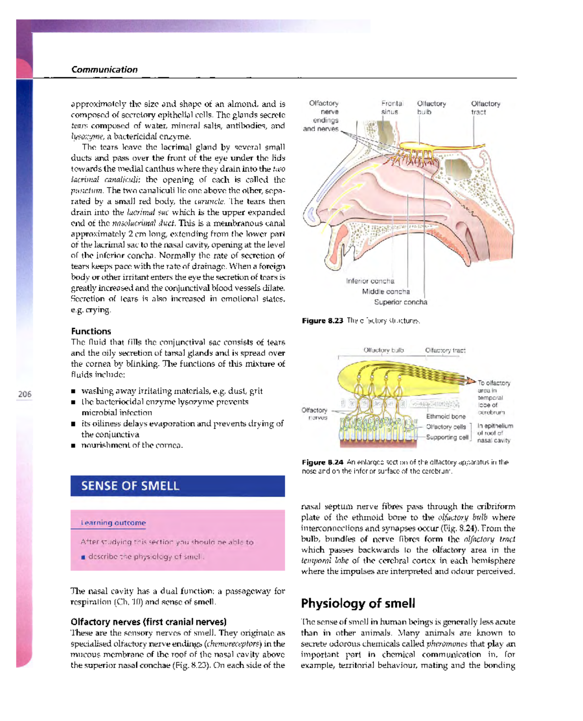 Human-Anatomy and Physiology 95 - Communication 206 approximately the ...