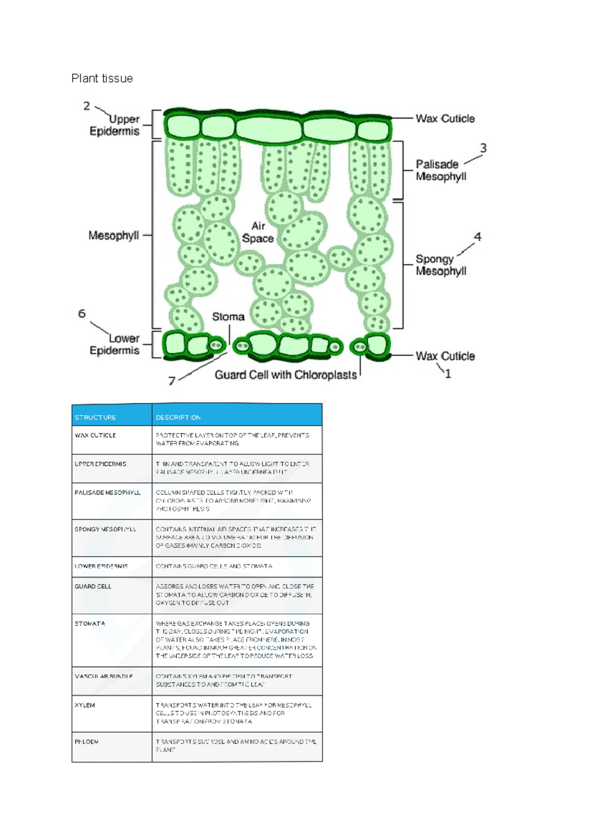 biollogy plant notes - aqa biology gcse - Plant tissue - Studocu