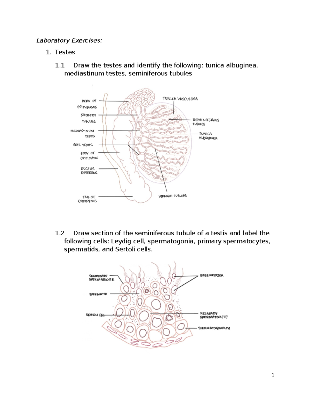 Laboratory Exercises- Male Reproductive Sytem - Laboratory Exercises: 1 ...