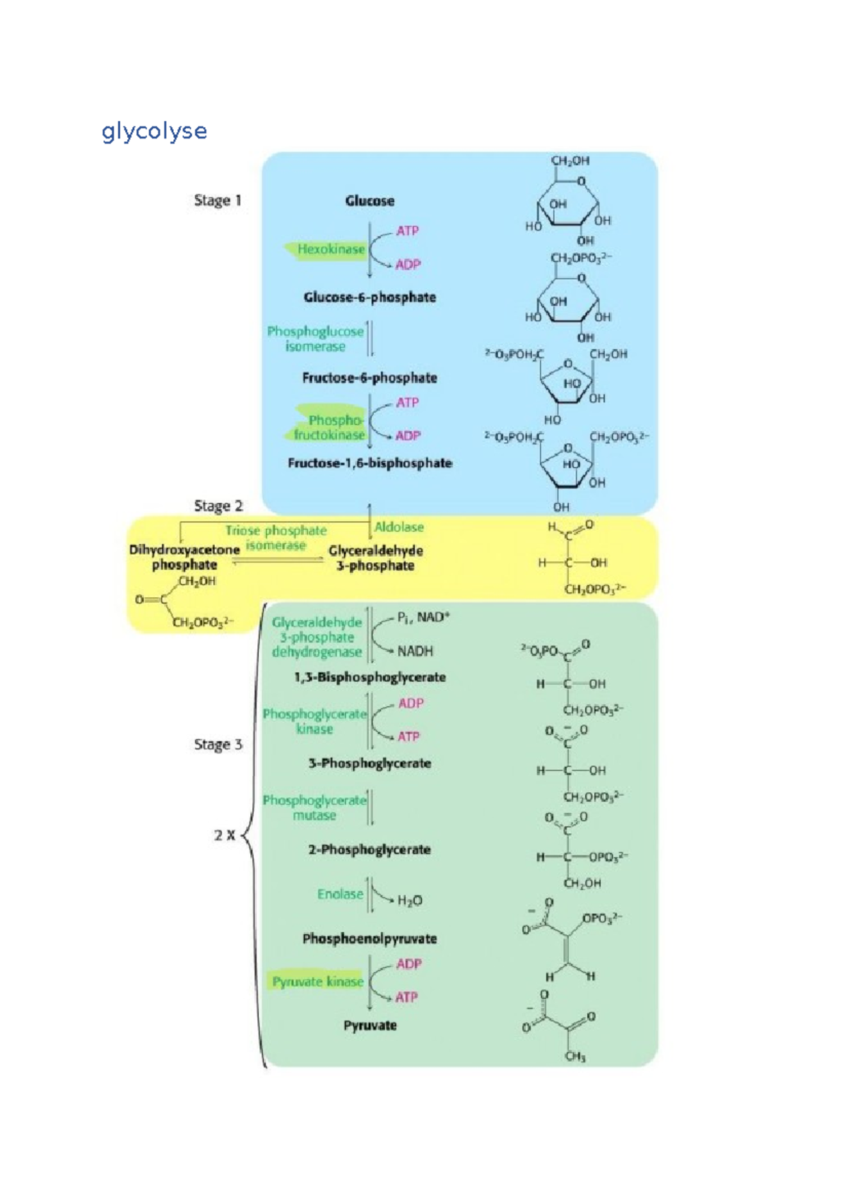 Glycolyse - glycolyse De glycolyse is een sequentie van reacties dat ...