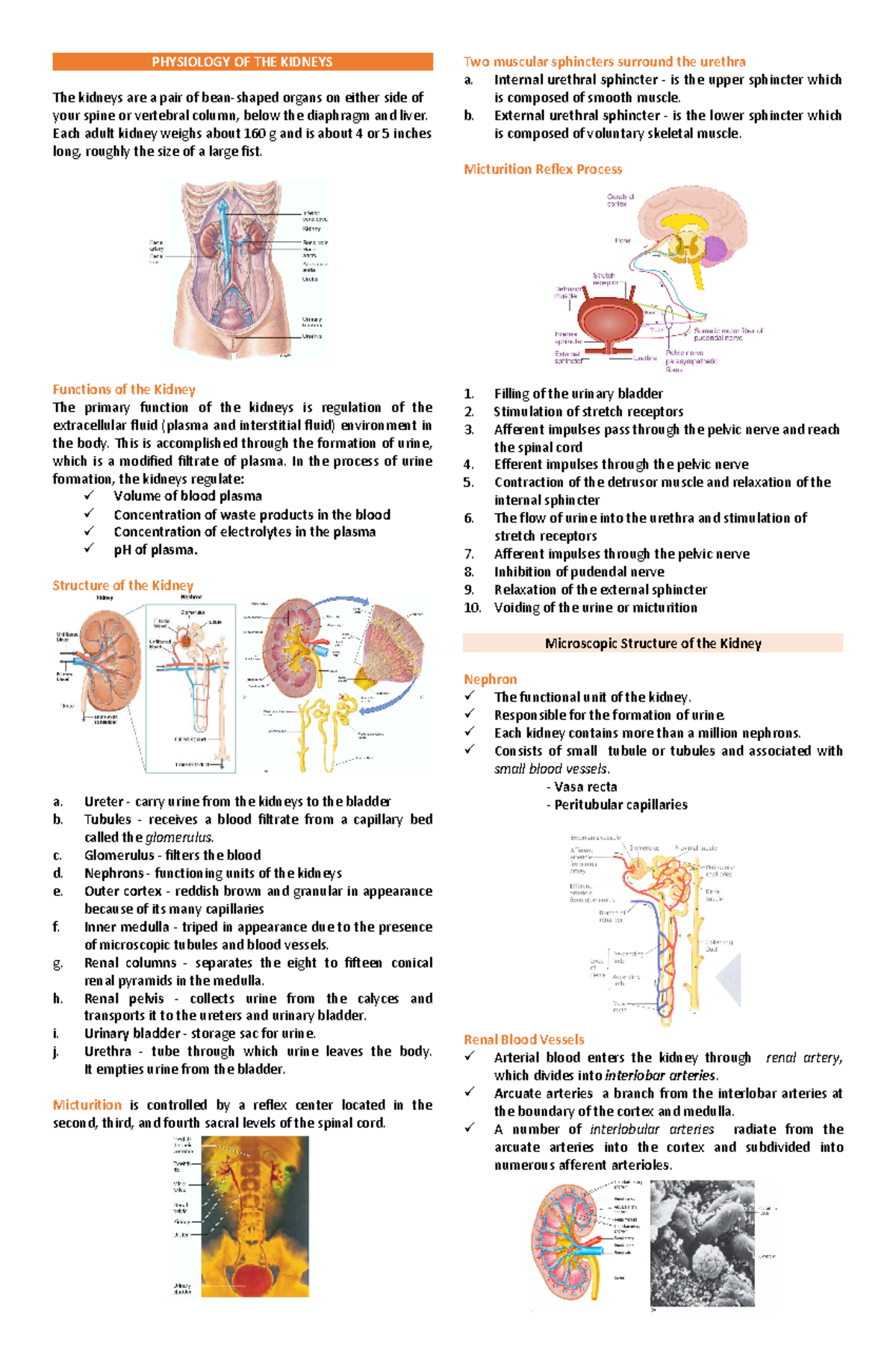 Physiology OF THE Kidneys - PHYSIOLOGY OF THE KIDNEYS The kidneys are a ...
