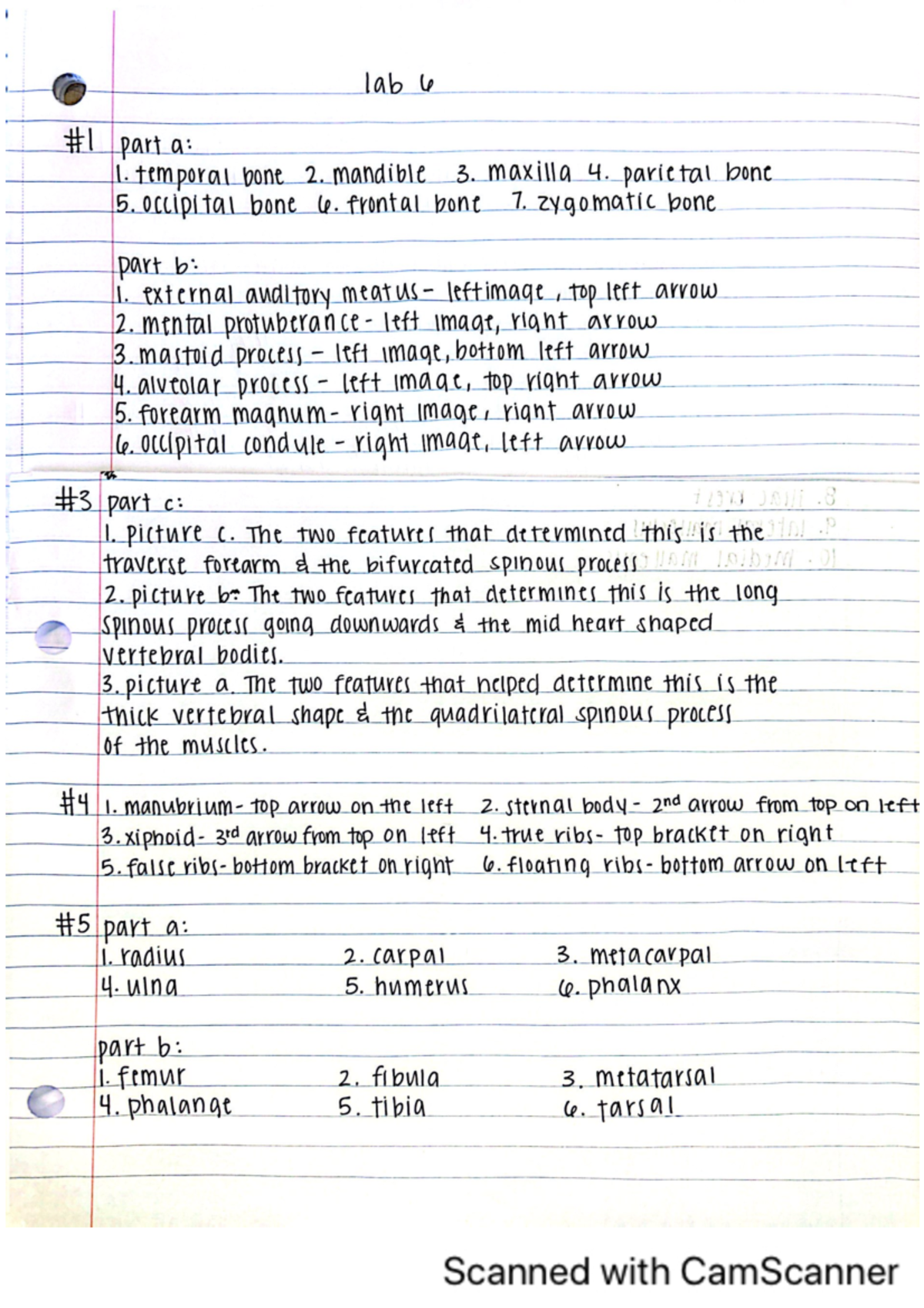 Lab 6 - Lab answers for lab 6 - ANTH 2600 - Studocu