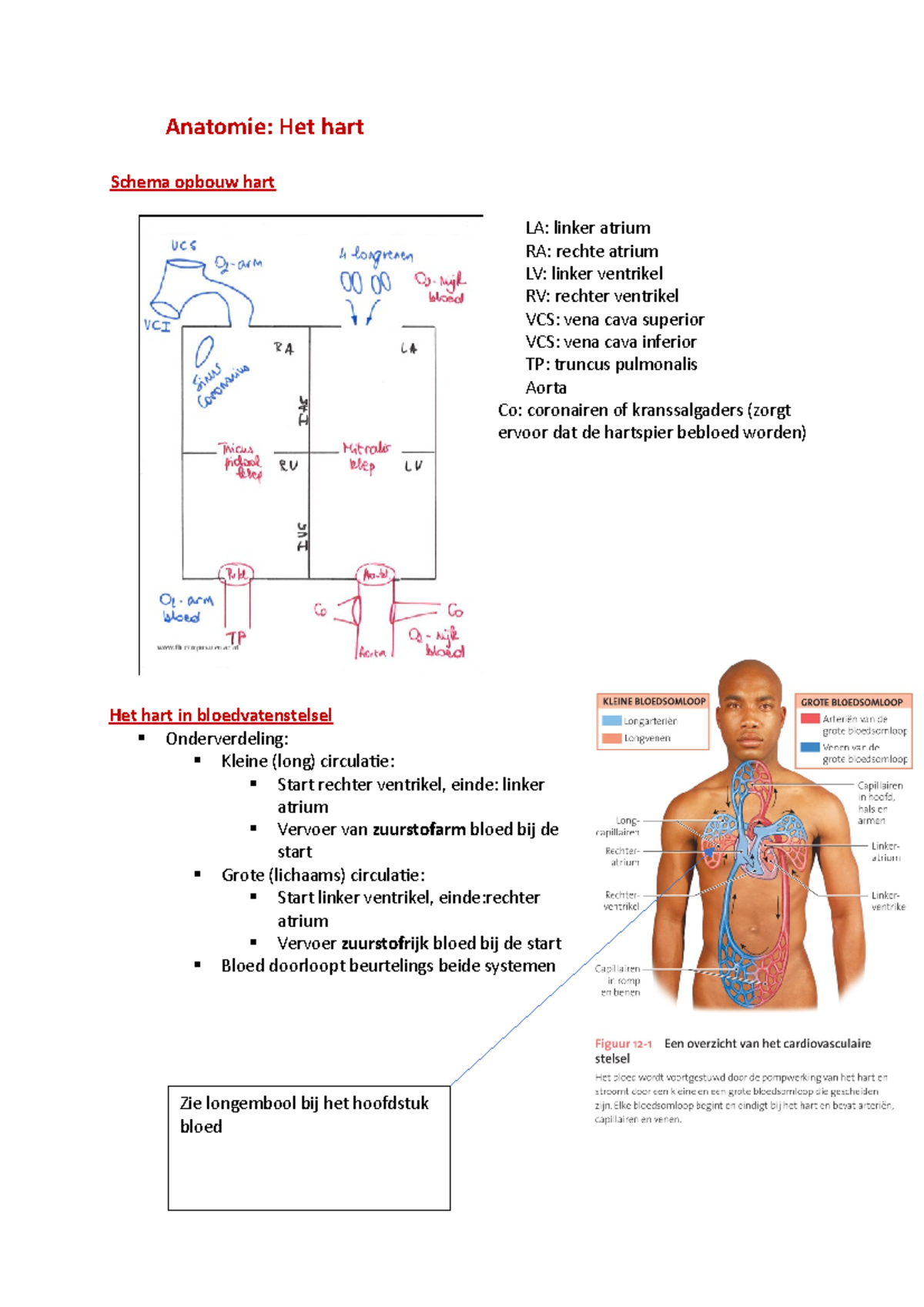Anatomie- samenvatting hart en vaatstelsel - Anatomie: Het hart Schema ...
