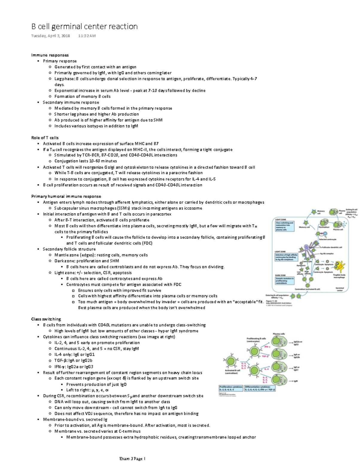 B cell germinal center reaction - B cell germinal center reaction ...