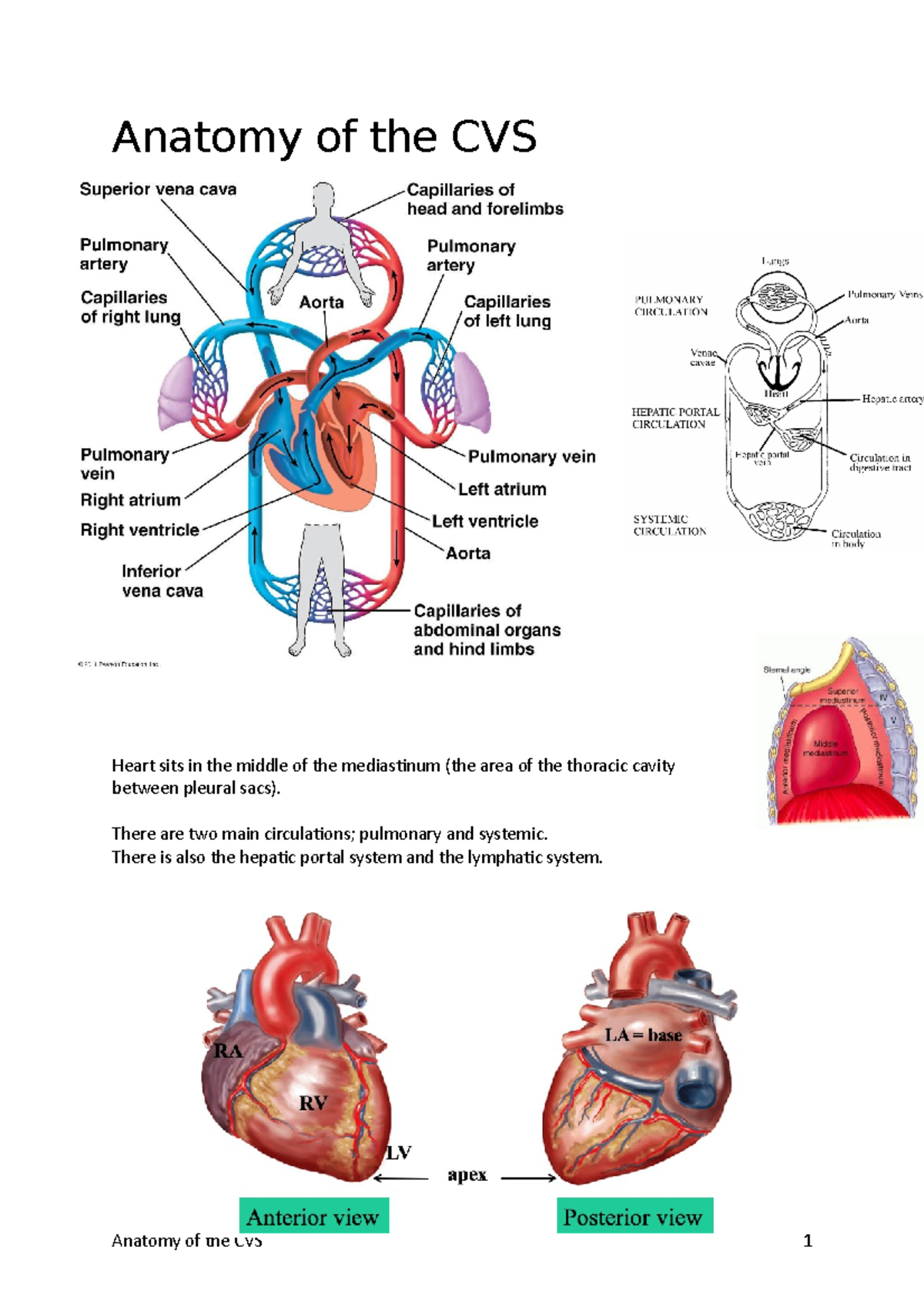 Anatomy of the CVS - Anatomy of the CVS Heart sits in the middle of the ...