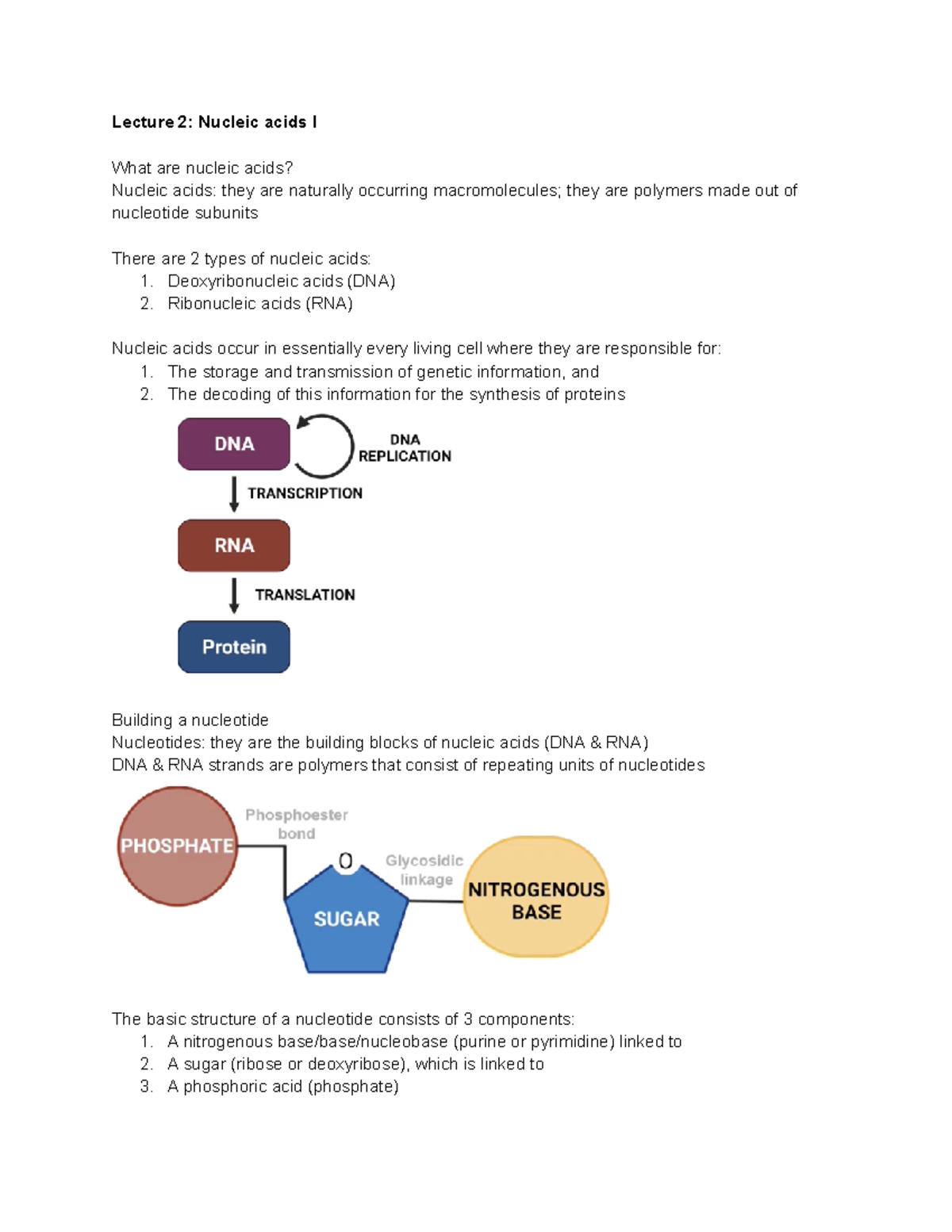 BIOC2201-Principles of mol. bio (adv) - Lecture 2: Nucleic acids I What ...