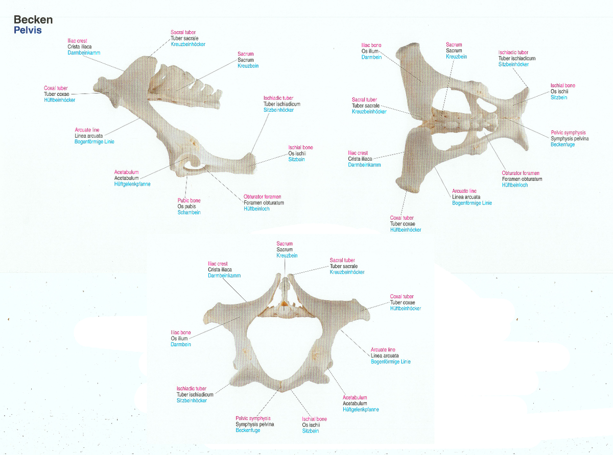 skeleton horse - pelvis - Anatomie 2 - Studocu