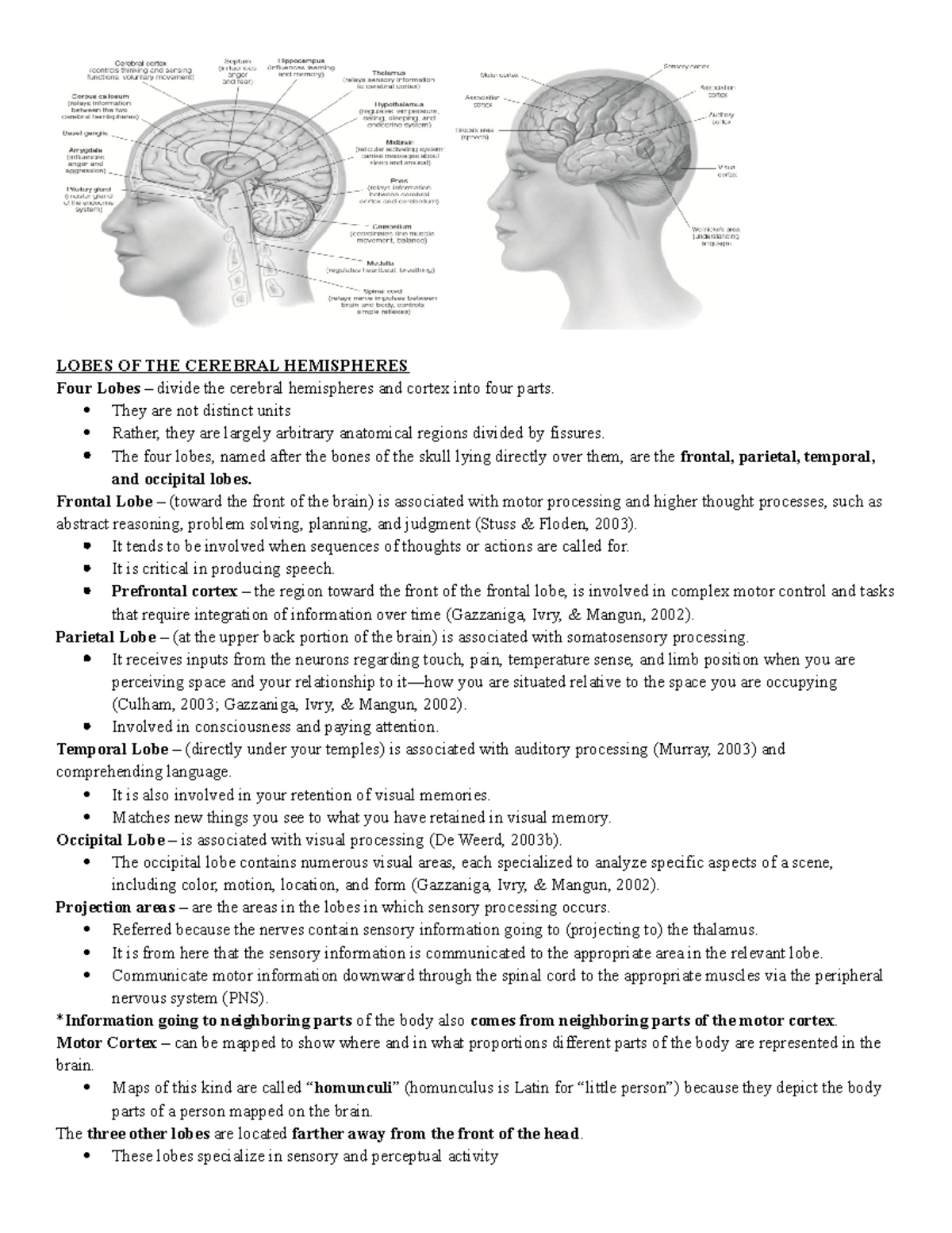 Chapter 2-Cog Psych - LOBES OF THE CEREBRAL HEMISPHERES Four Lobes ...