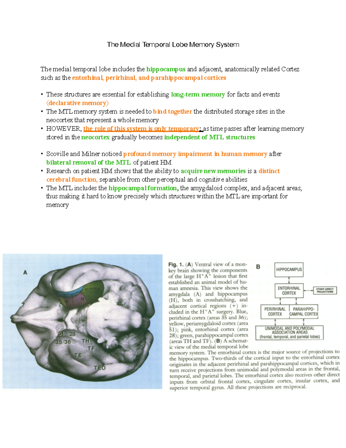 Squire and Zola Notes Medial Temporal Lobe Memory System - Psyc 213 ...
