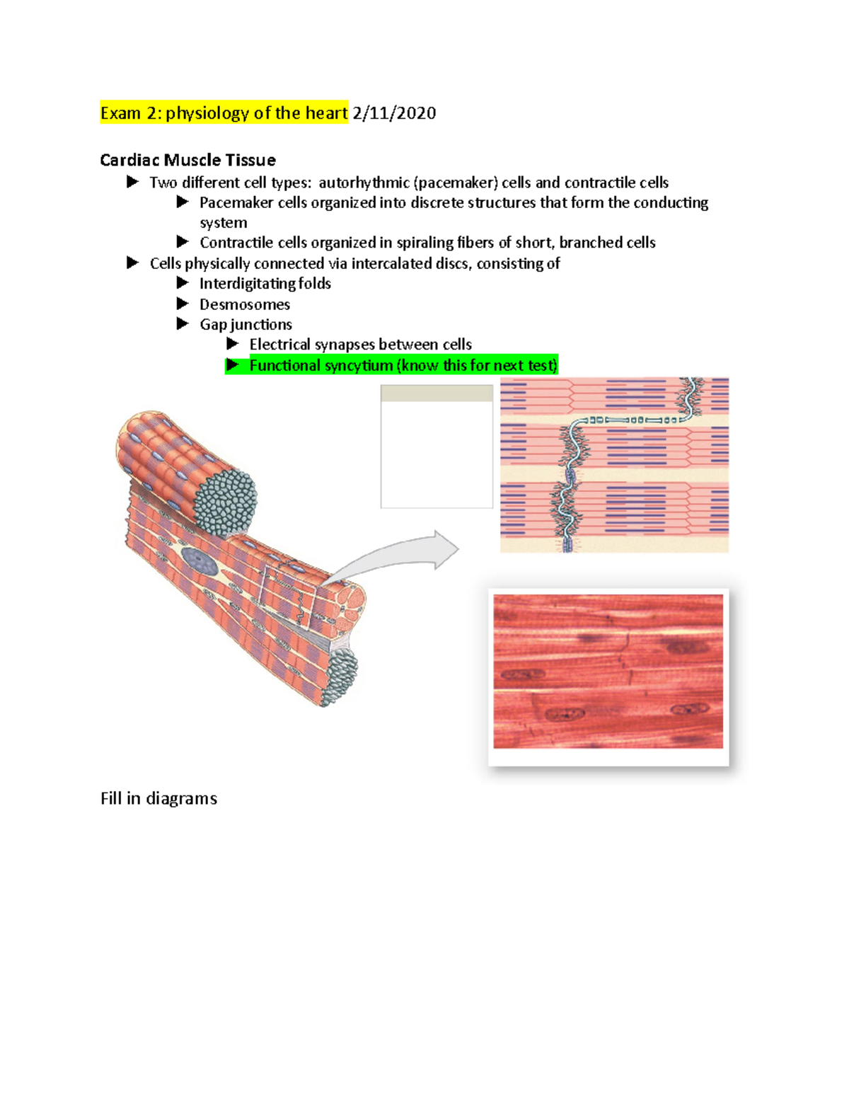 Exam 2 notes- physiology if the heart - Exam 2: physiology of the heart ...