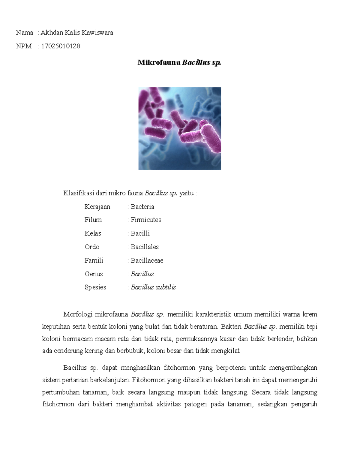 Mikrofauna bacillus sp - Klasifikasi dari mikro fauna Bacillus sp ...