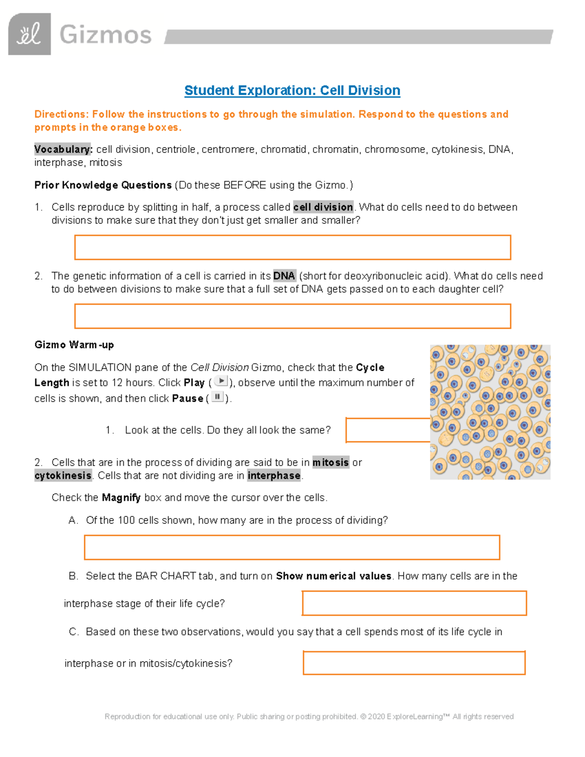 Cell Division Gizmo - Student Exploration: Cell Division Directions ...