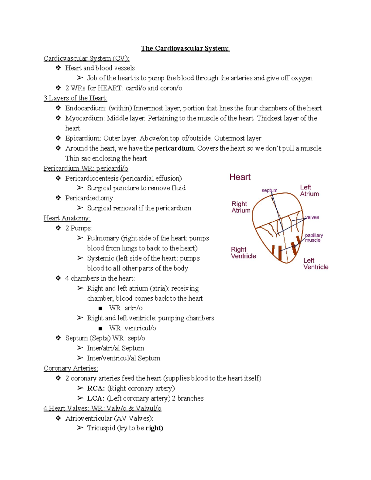 Chapter 9 The Cardiovascular System - Cardiology - The Cardiovascular ...