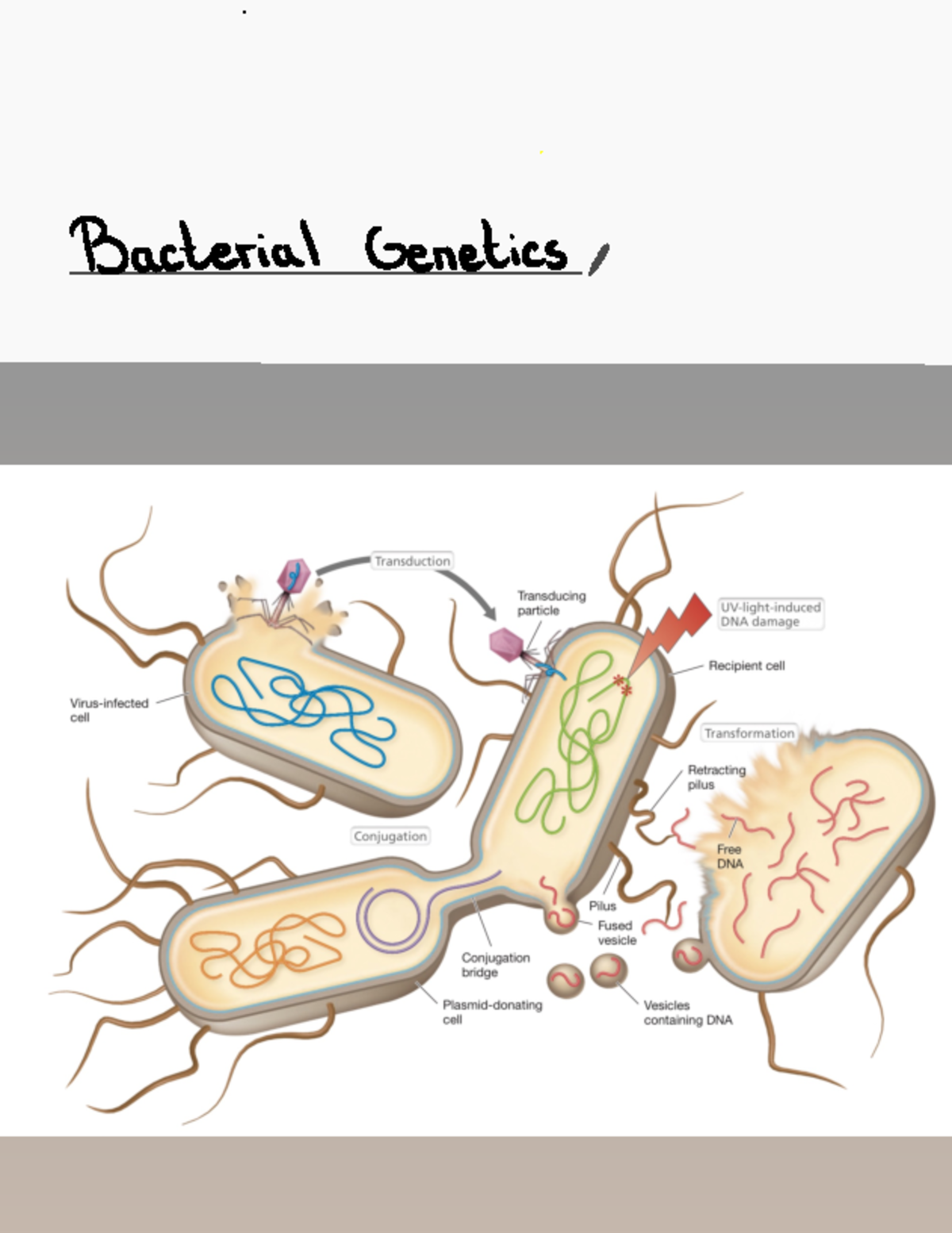 Genetics Of Bacteria And Archaea - ~ Bacterial Genetics Mutation · A ...
