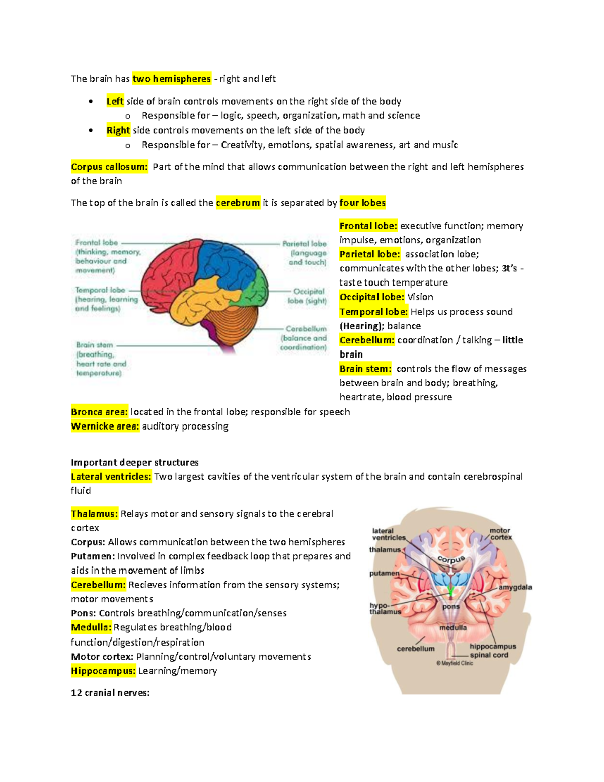 Anatomy For the Outer, Middle, Inner, CANS - The brain has two ...