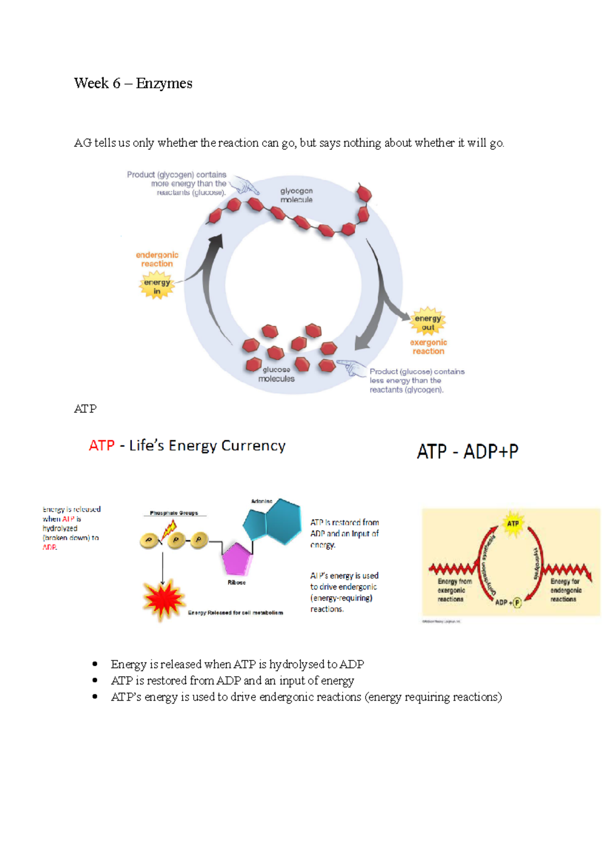 Week 6 - Enzymes - ATP Energy is released when ATP is hydrolysed to ADP ...