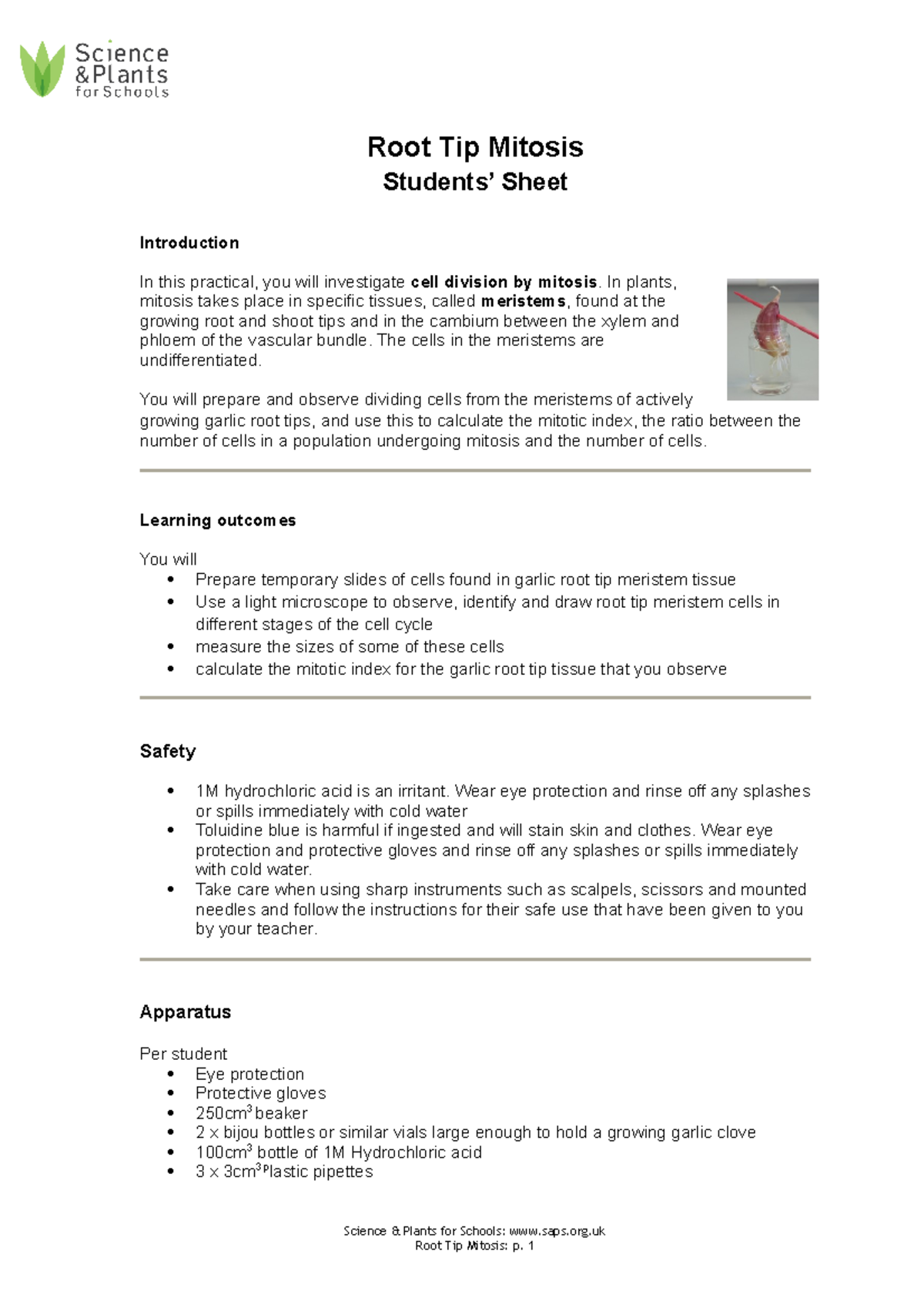 SAPS Root Tip Mitosis For A level Set Practicals Student Notes