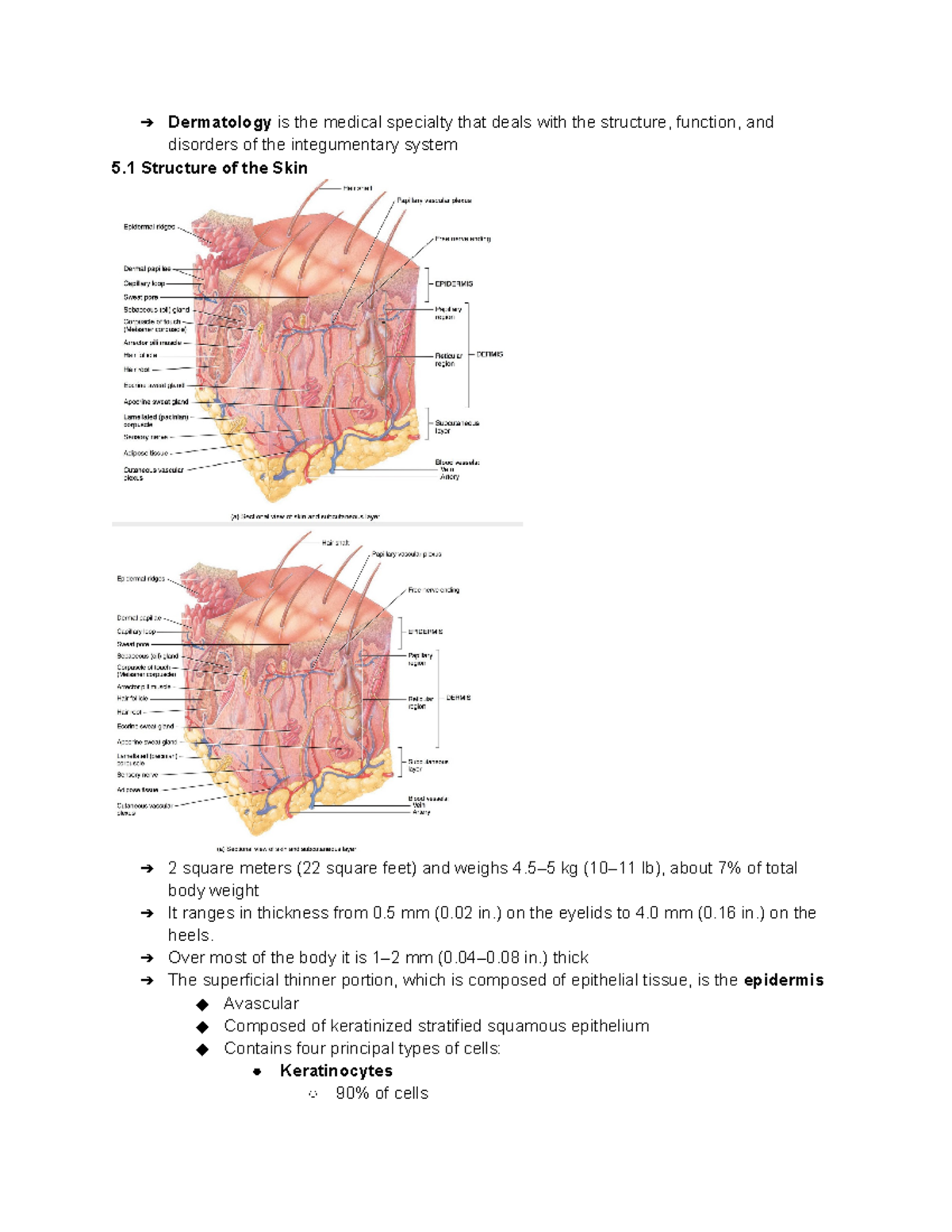 Chapter 5 The Integumentary System - Dermatology is the medical ...