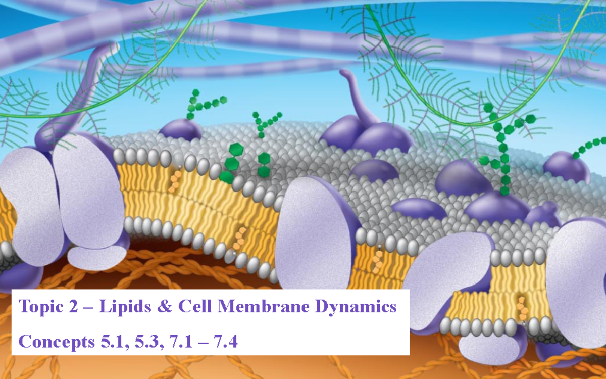 BIOL 1020 Topic 2 - Lipids & Cell Membranes - Topic 2 – Lipids & Cell ...