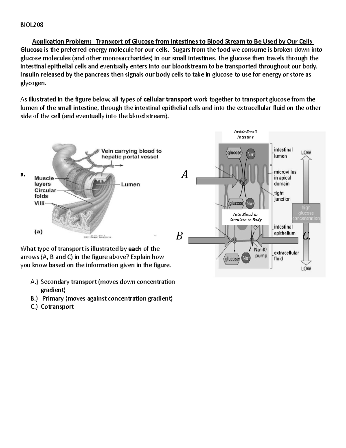 Module 4 Cellular Transport Application Question - BIOL Application ...